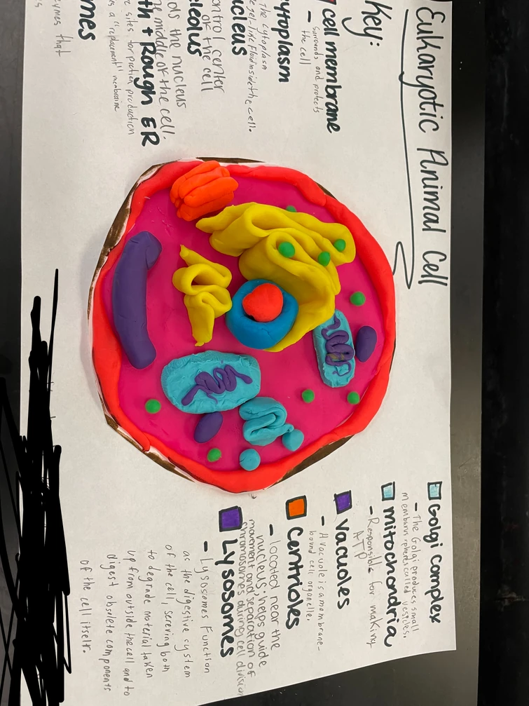 A Play-Doh cell that me and two others made in class just now | Fandom