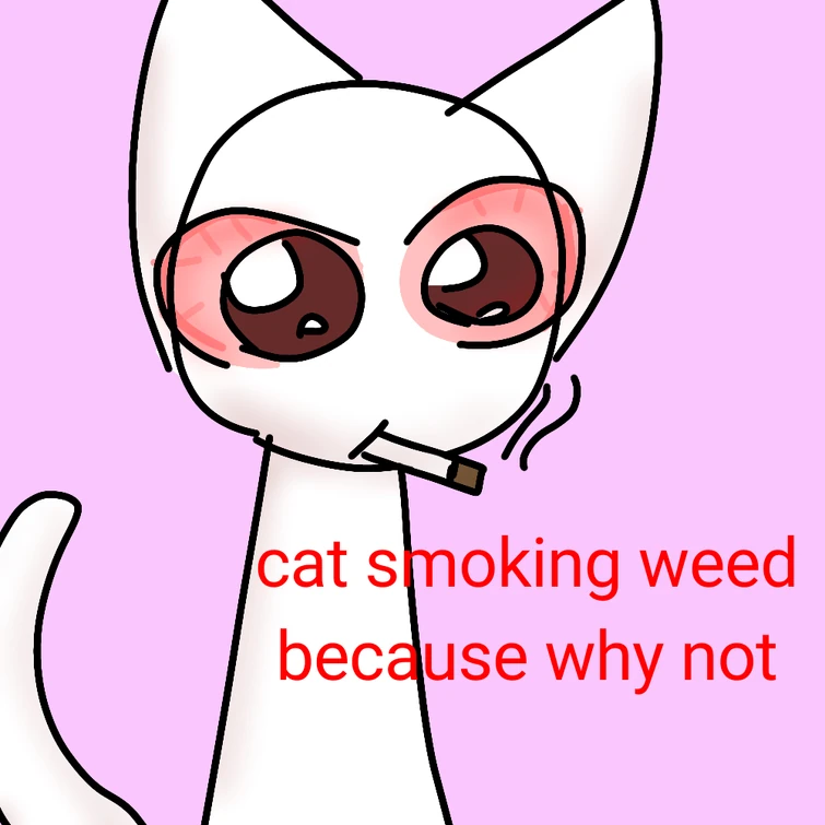 Cat smoking weed | Fandom