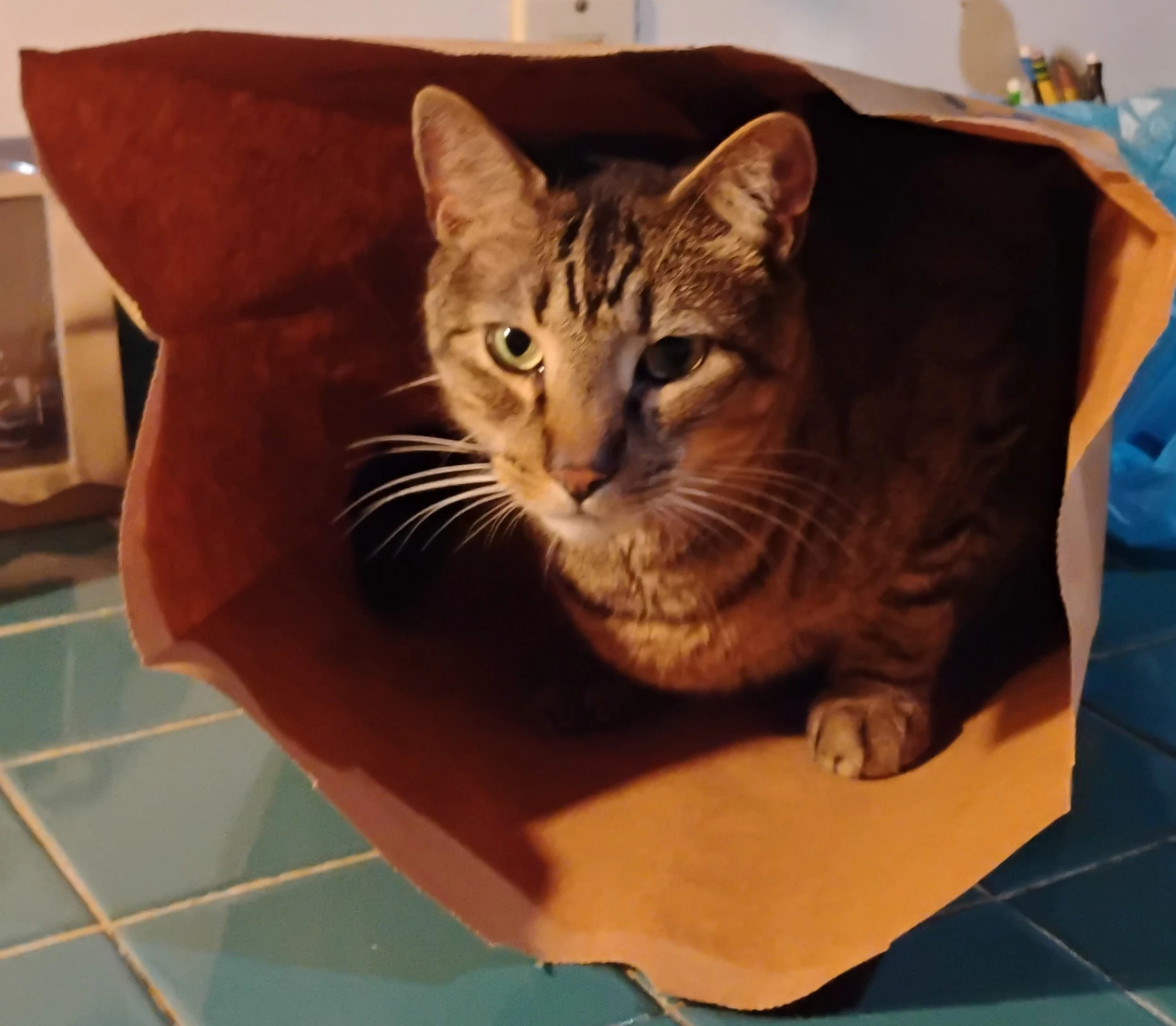 Do you like my cat | Fandom