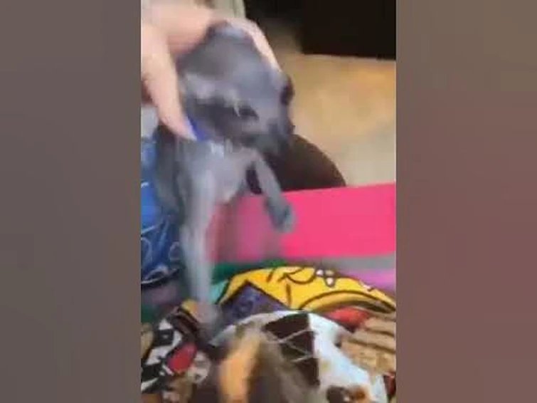 Funni half life cat | Fandom