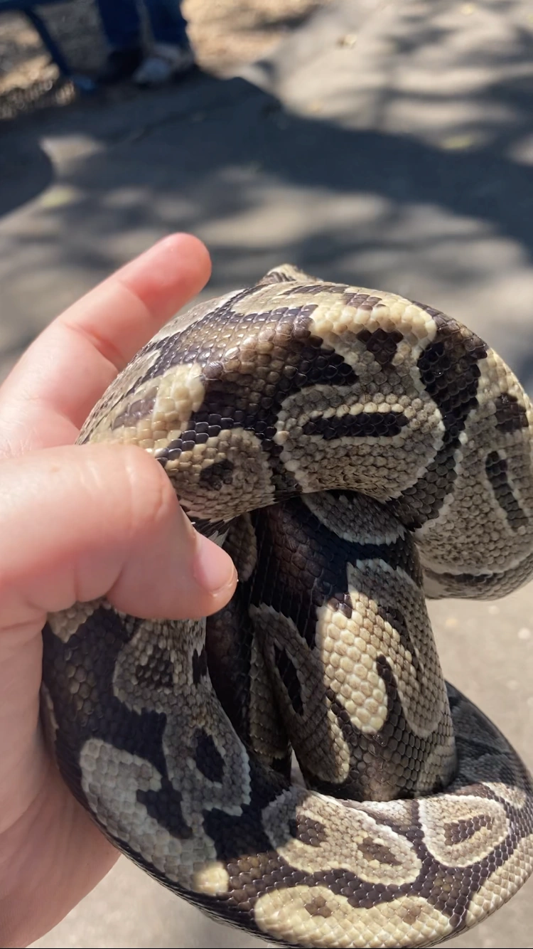 Just held a snake in HS :3 | Fandom