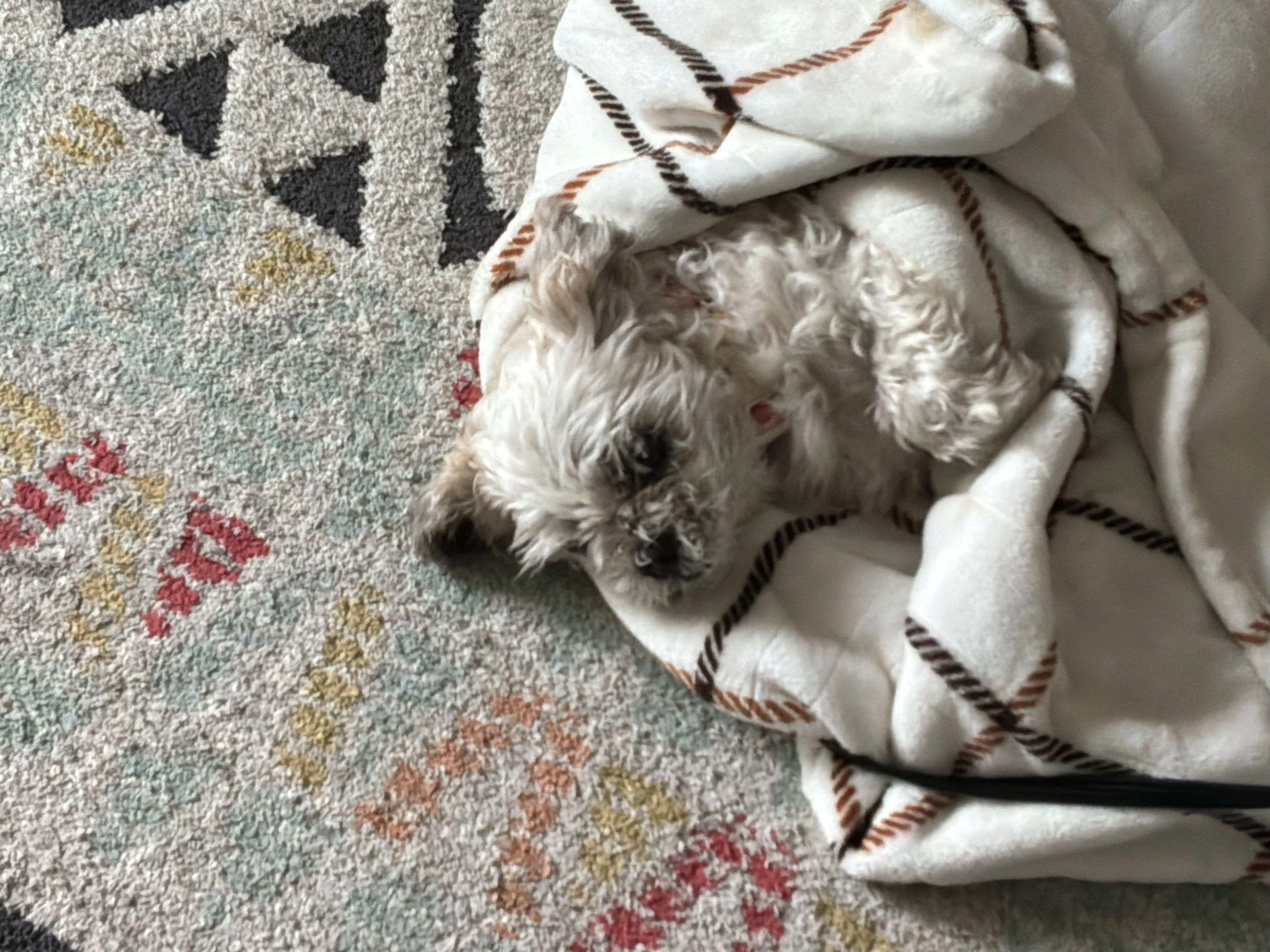 my new dog part 2 | Fandom