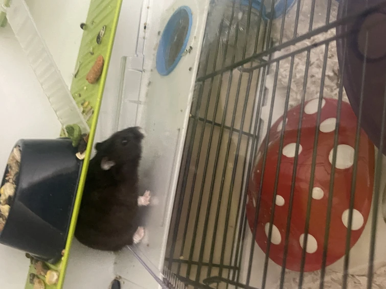 My hamster Oreo | Fandom