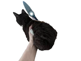 KNIFE CAT | Fandom