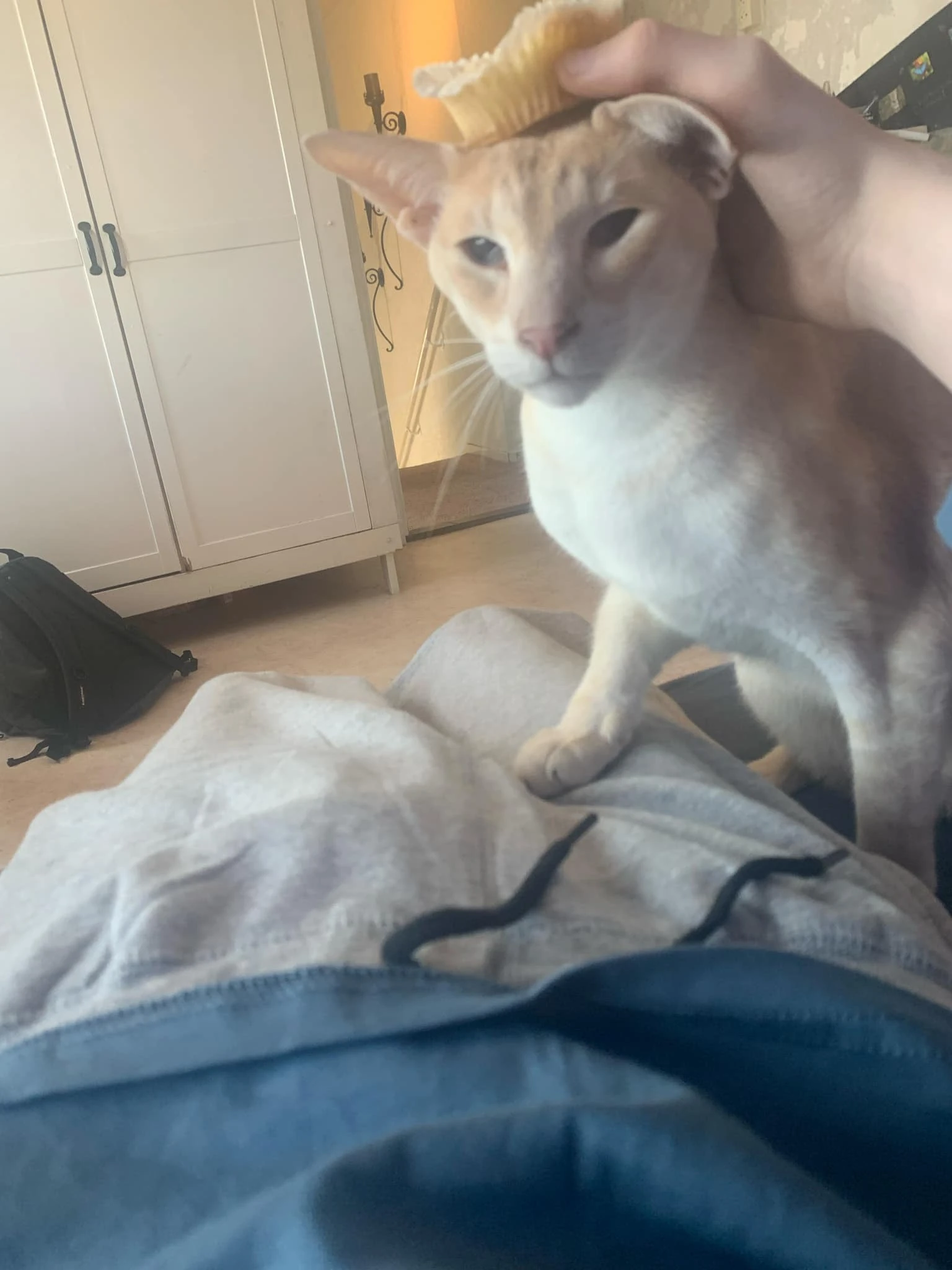 Le cat | Fandom