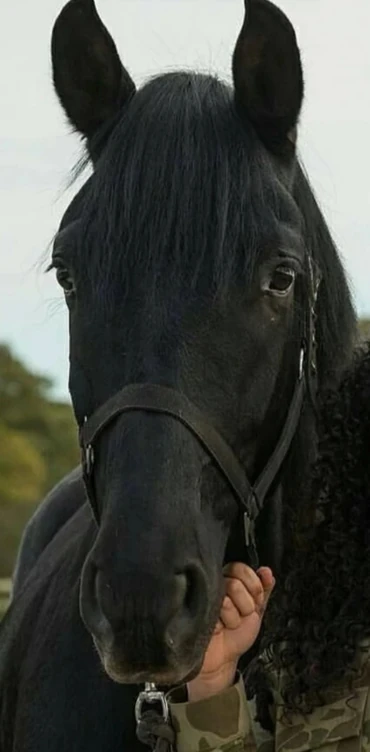 Discuss Everything About Free Rein Wiki | Fandom