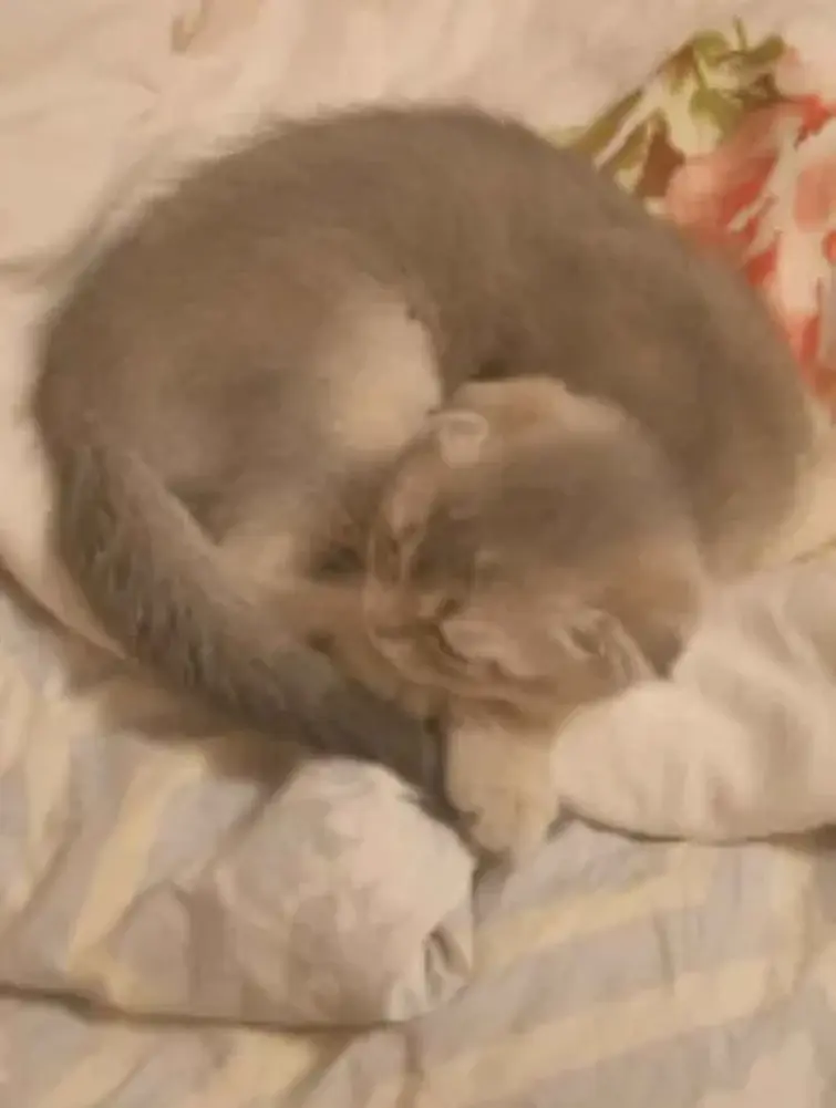 Discuss Everything About Daybreak Wiki | Fandom