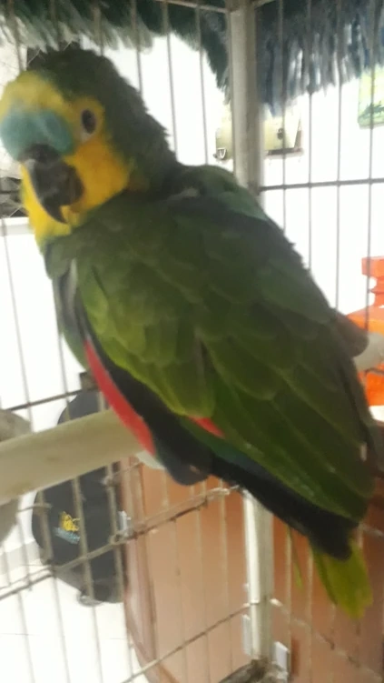 when colval releases | Fandom