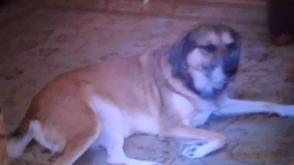 Happy 14th birthday to my dog Ella | Fandom