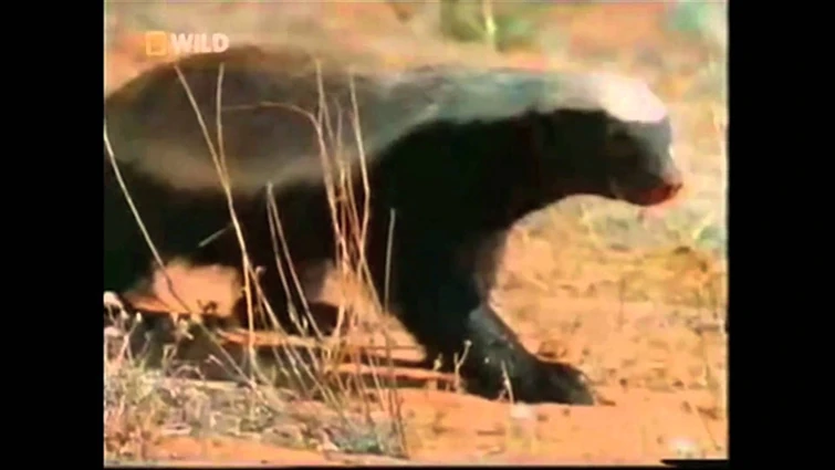 Honey badger really don’t care, do it? | Fandom