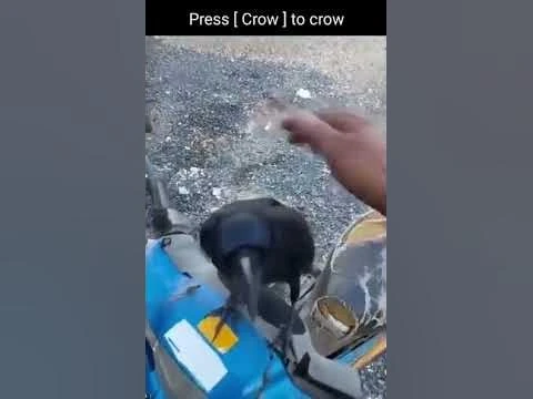Press [Crow] to crow | Fandom