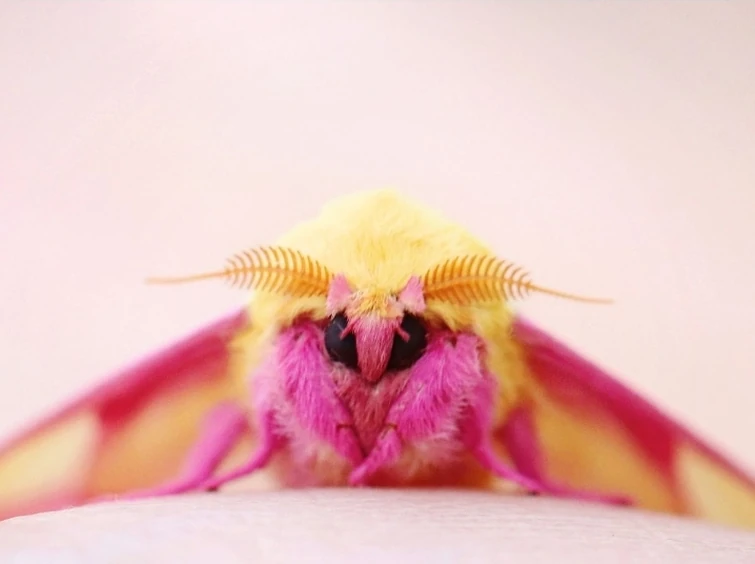 For those who are gonna make skins on the new moth creegur (flickaflie ...