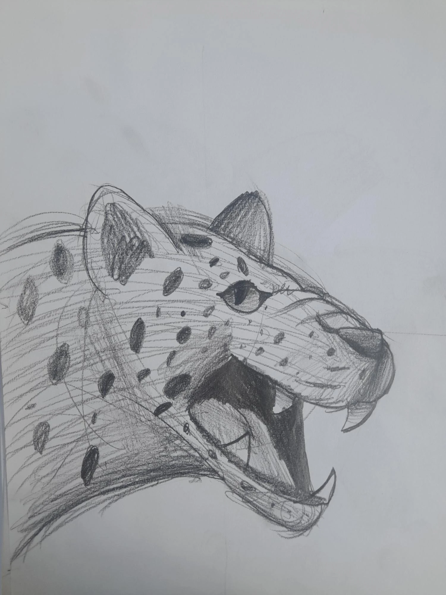 Our sketch of a leopard | Fandom