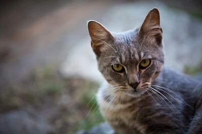 Cat Winner | Wiki 4Cats | Fandom