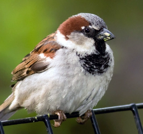 Day 1 of Birb of the day! | Fandom