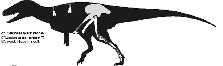 Palaeofiles - "Newtonsaurus cambrensis" | Fandom