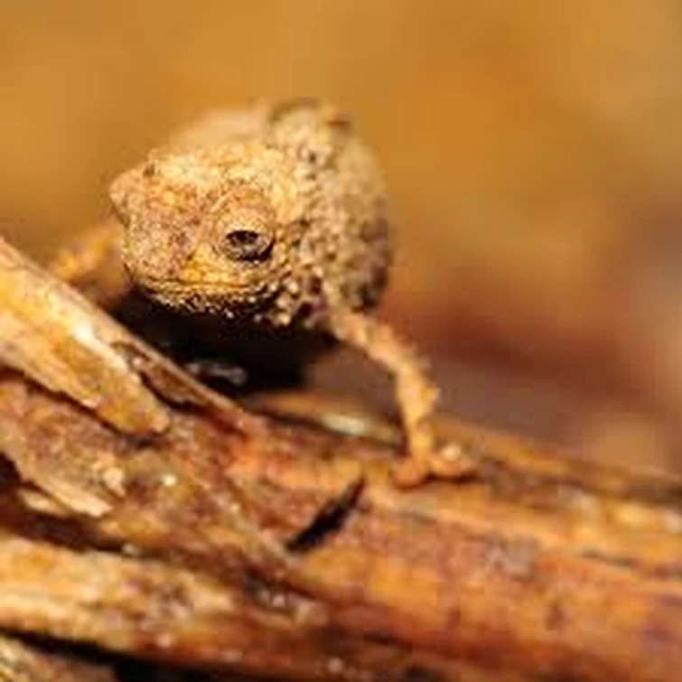 Daily lizard fact #4 (I think) | Fandom