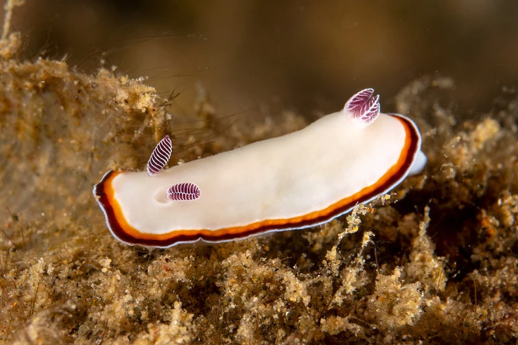 SEA SLUG APPRECIATION POSTTTT | Fandom