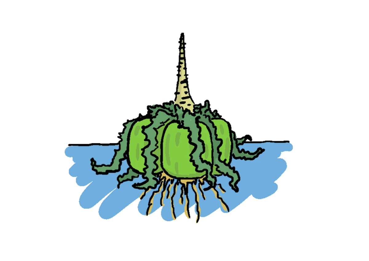 Melonlettuce | 4CHAN SPEC EVO PROJECT Wiki | Fandom