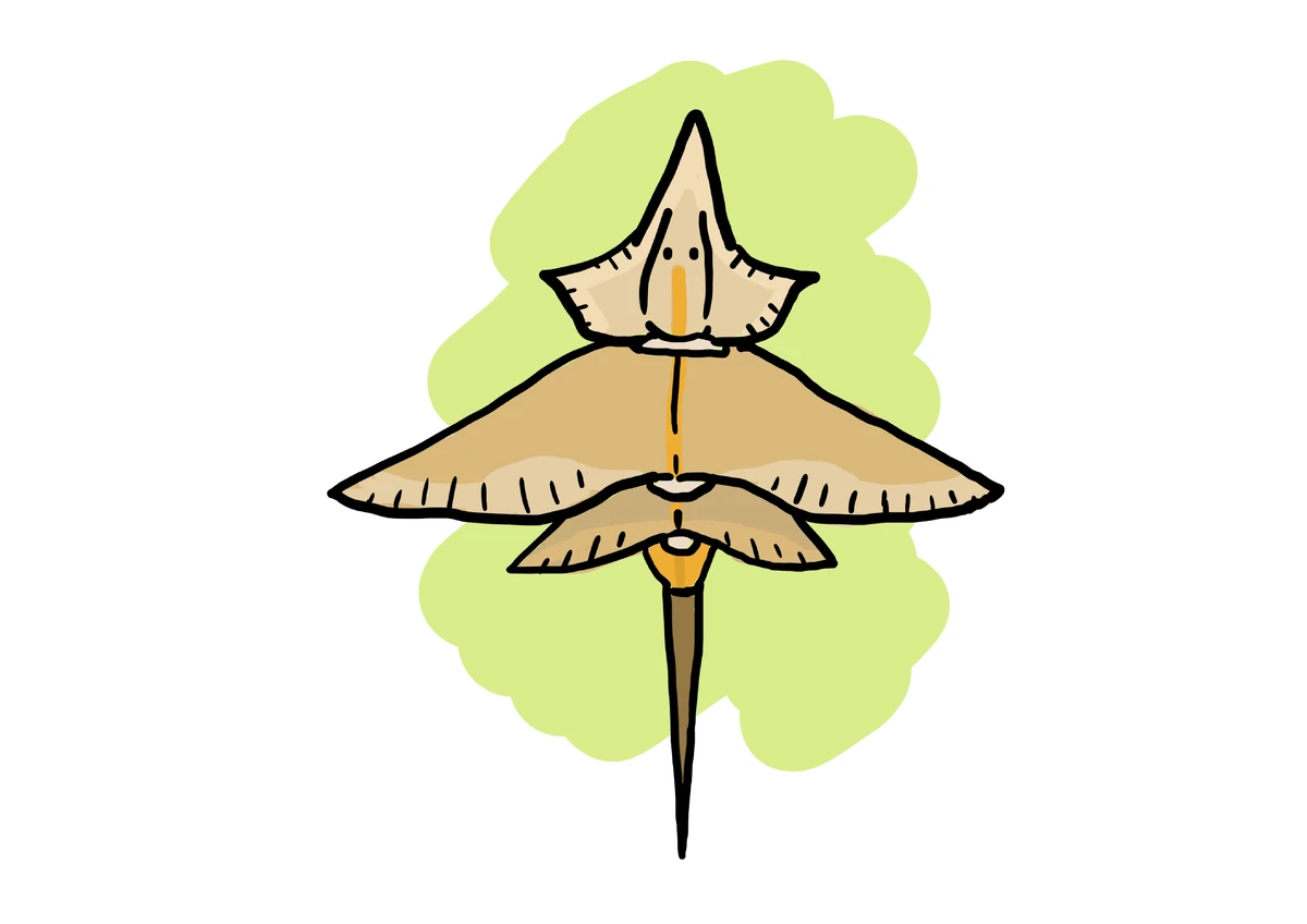 Skate Crab | 4CHAN SPEC EVO PROJECT Wiki | Fandom