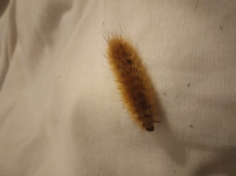 What type of caterpillar is this | Fandom