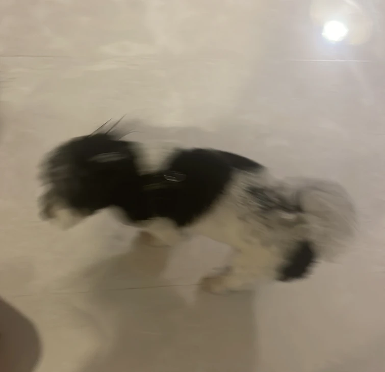 dog | Fandom