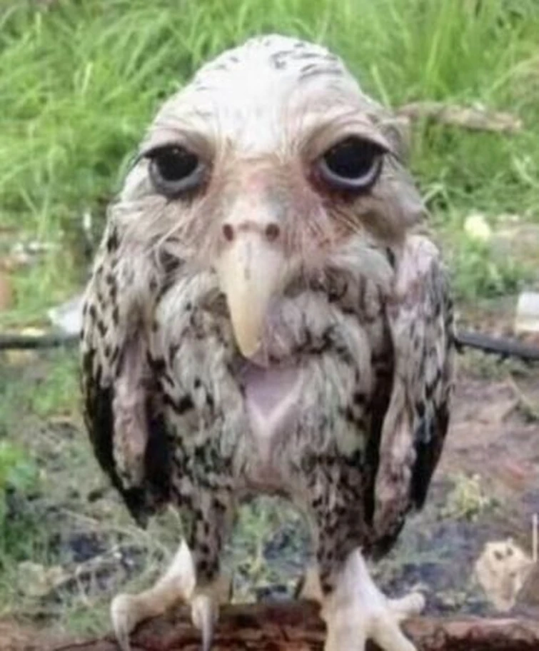 im gonna win this run dude | Fandom