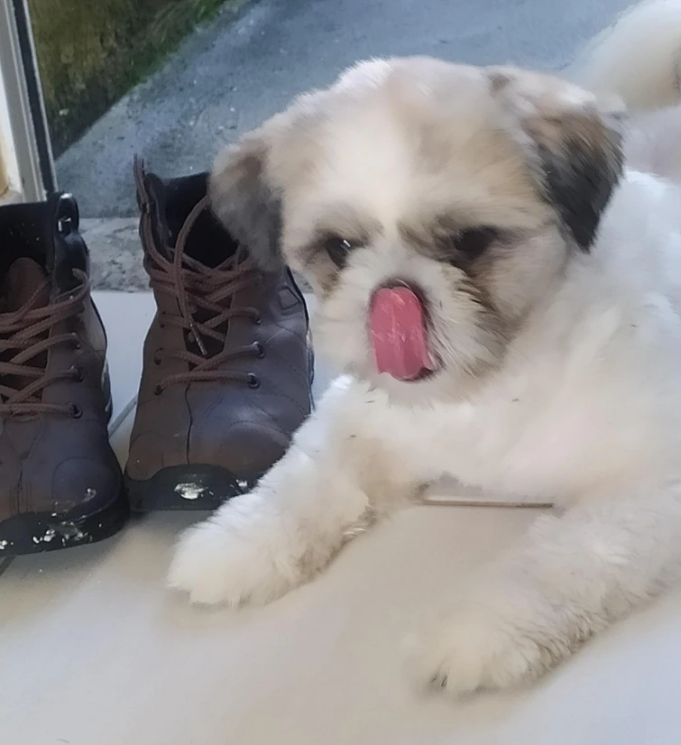 Random : that's Johnny, my dog's son. | Fandom