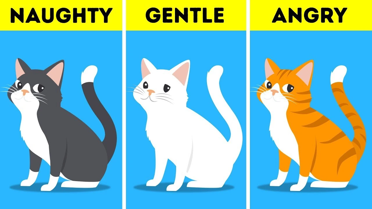 Animal color based on personality | Fandom