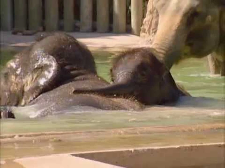 elephant song and i dont know what the name of the Barney home video ...