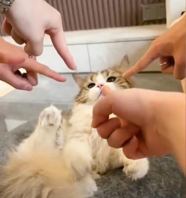 Unfinishee, Banishee. | Fandom