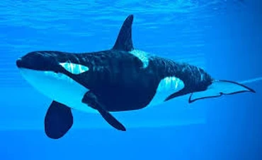 Dunkleosteus vs Orca/killer whale | Fandom