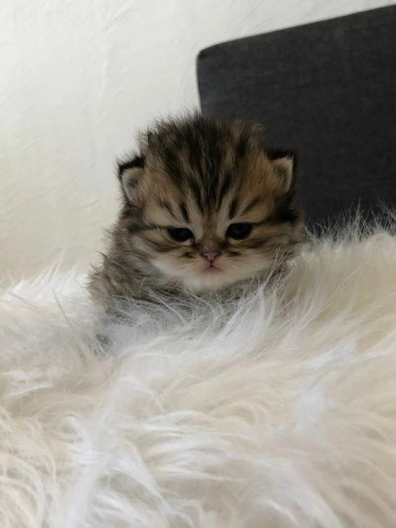 another kibty (and a face reveal?) | Fandom