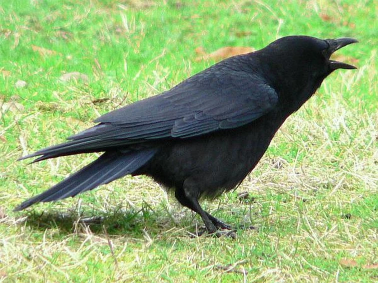 The Wake-up Crow | Fandom