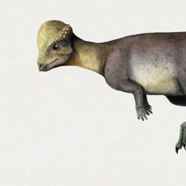 Discuss Everything About Dinopedia | Fandom