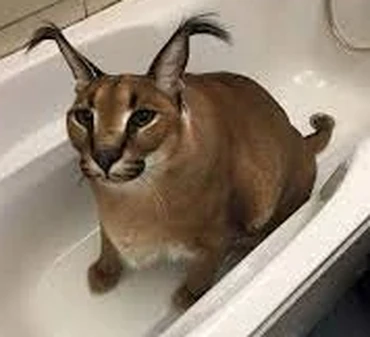 Best Floppa Image? | Fandom