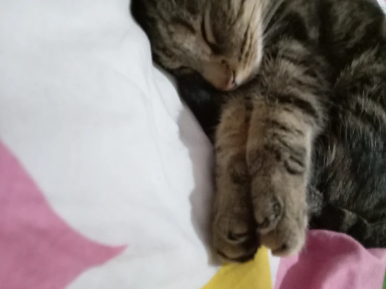 Dotty the triangle of fluff | Fandom