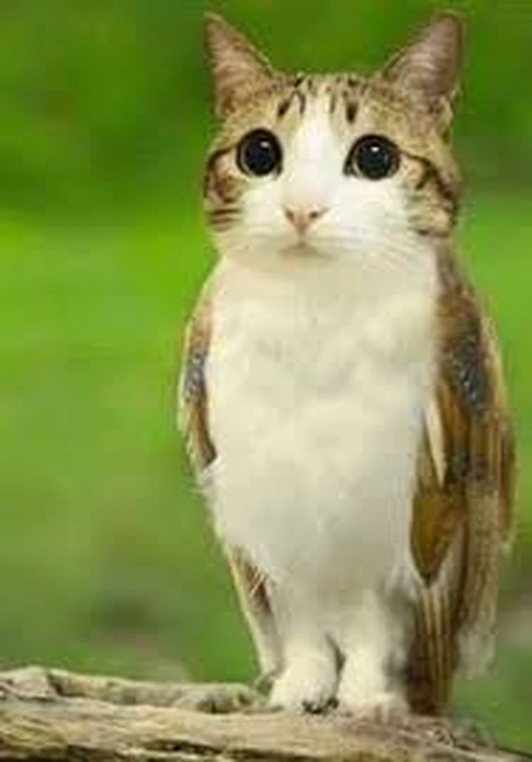 new pet should be added: meowl! | Fandom