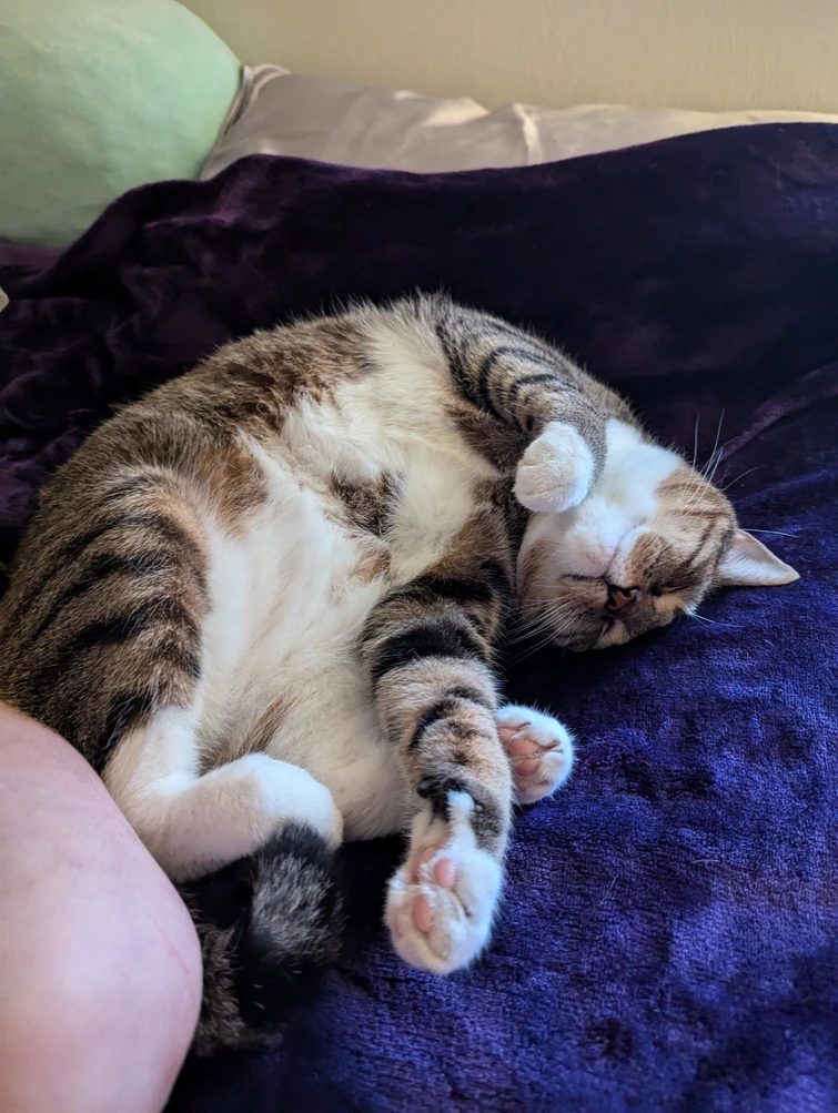 Buddy, Citrus, and Bruno | Fandom