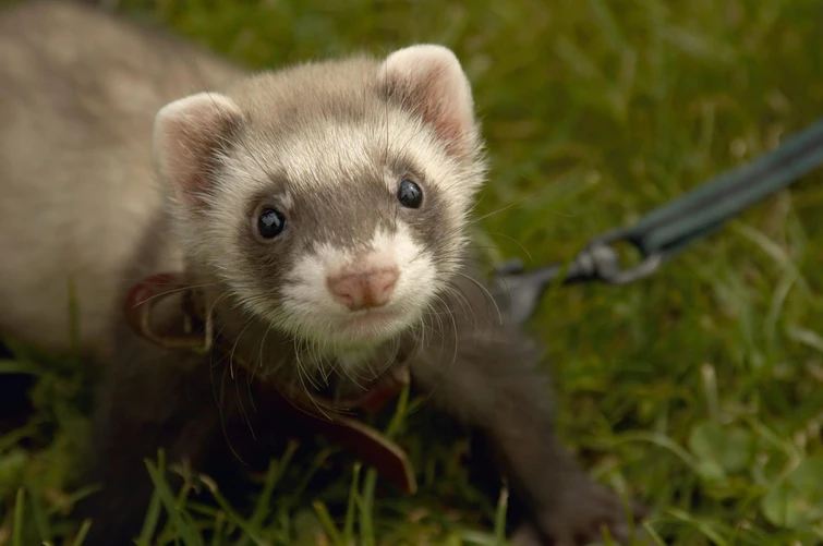 Mr. Ferret | Fandom