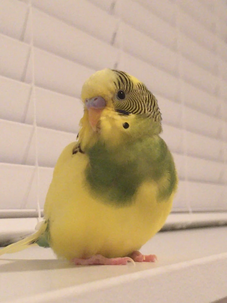 Which bird? | Fandom