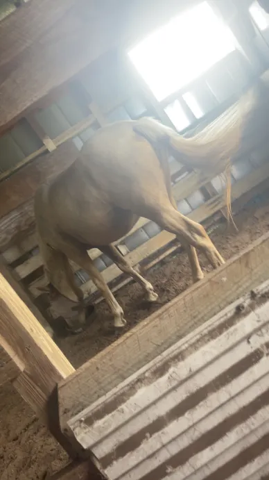 Barn update | Fandom