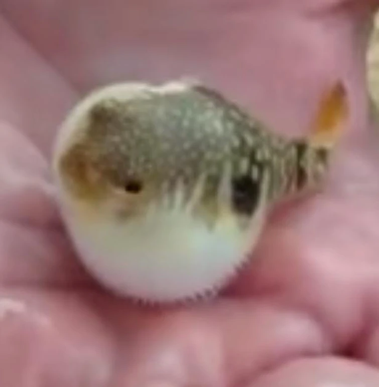 Little Pufferfish | Fandom