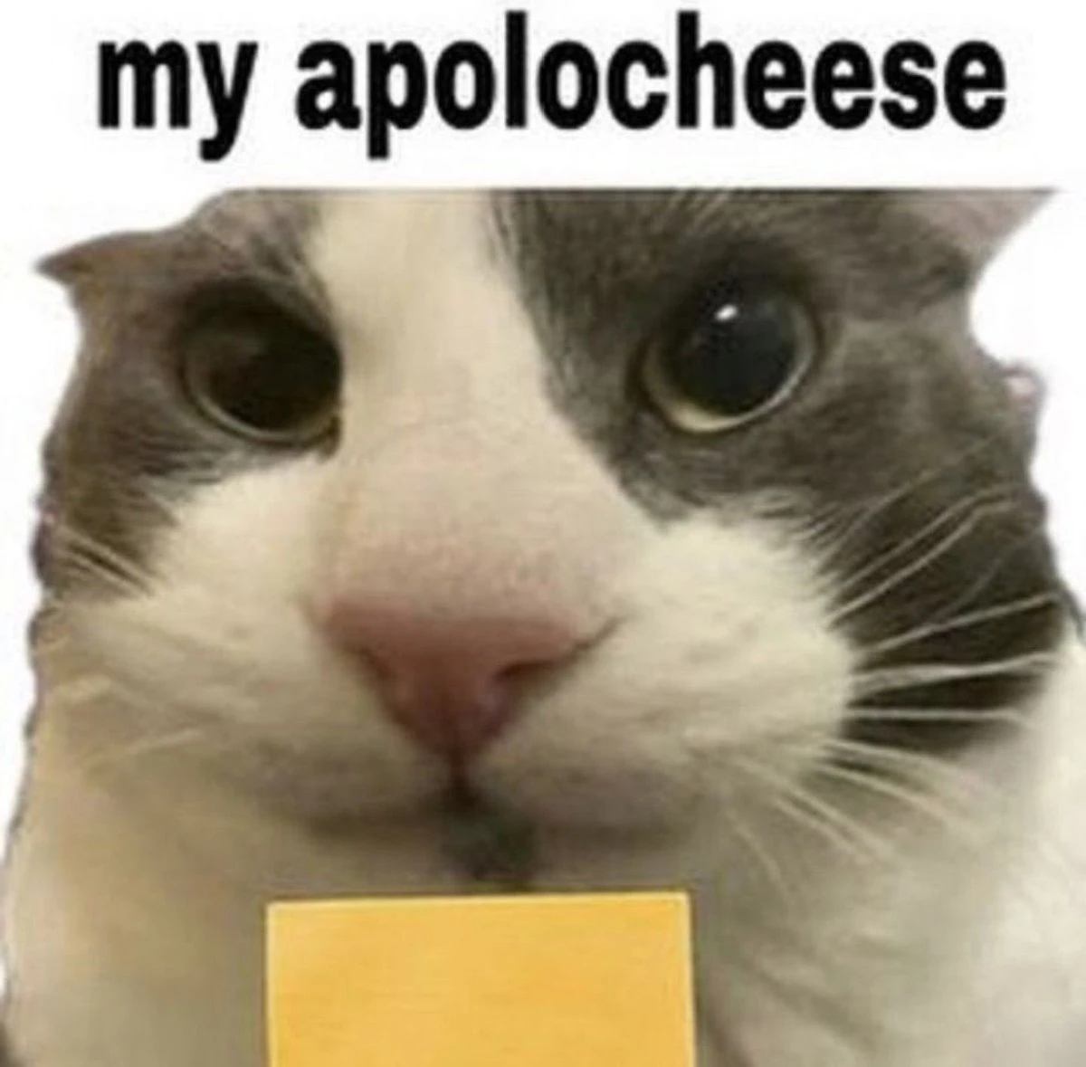 my apolocheese | Fandom