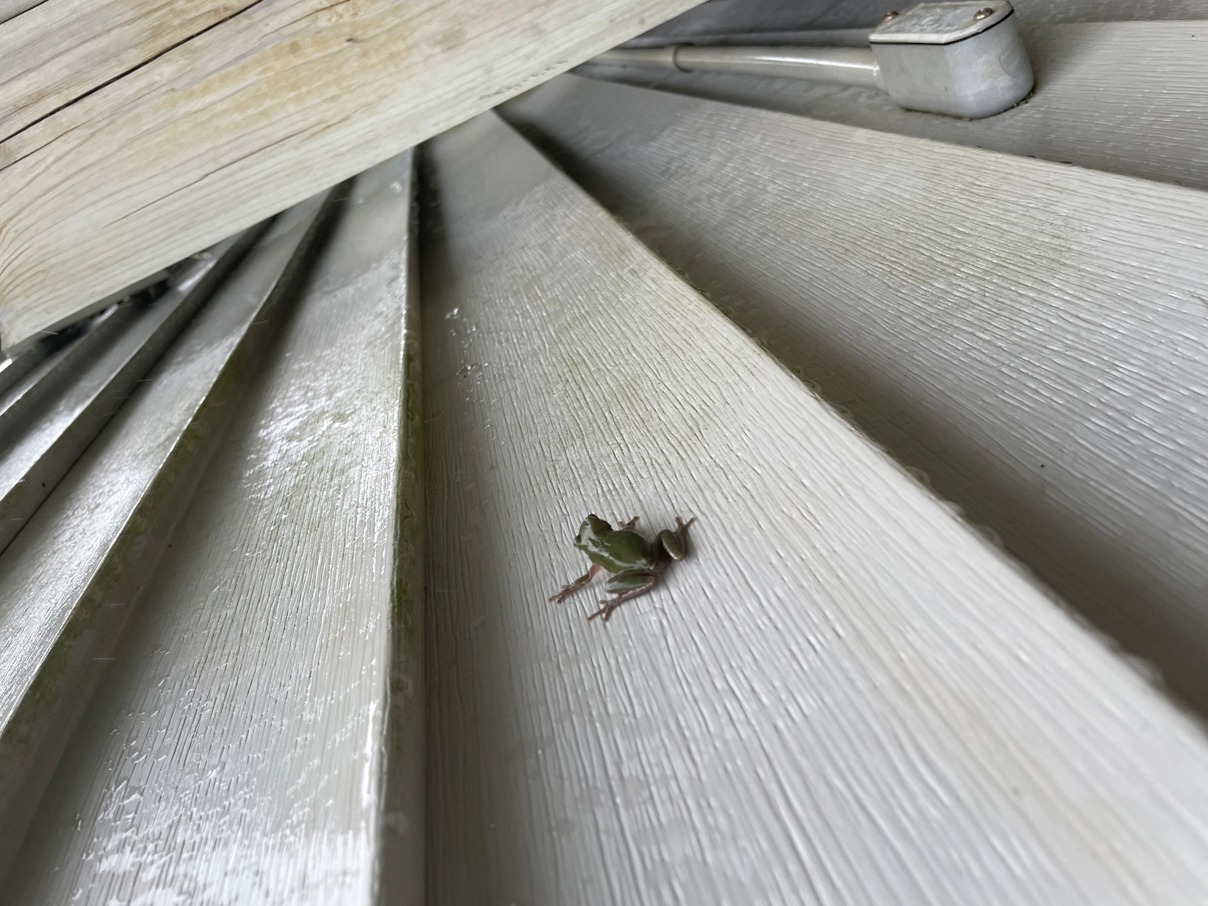 Frogs!! | Fandom