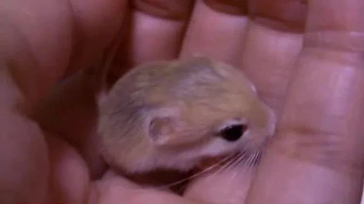 meet bing chingly | Fandom