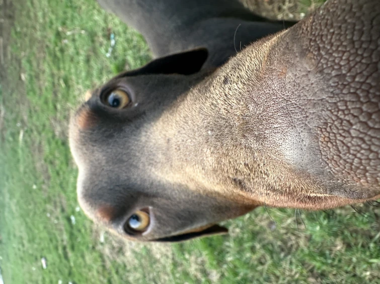 Guys leave pfps below | Fandom