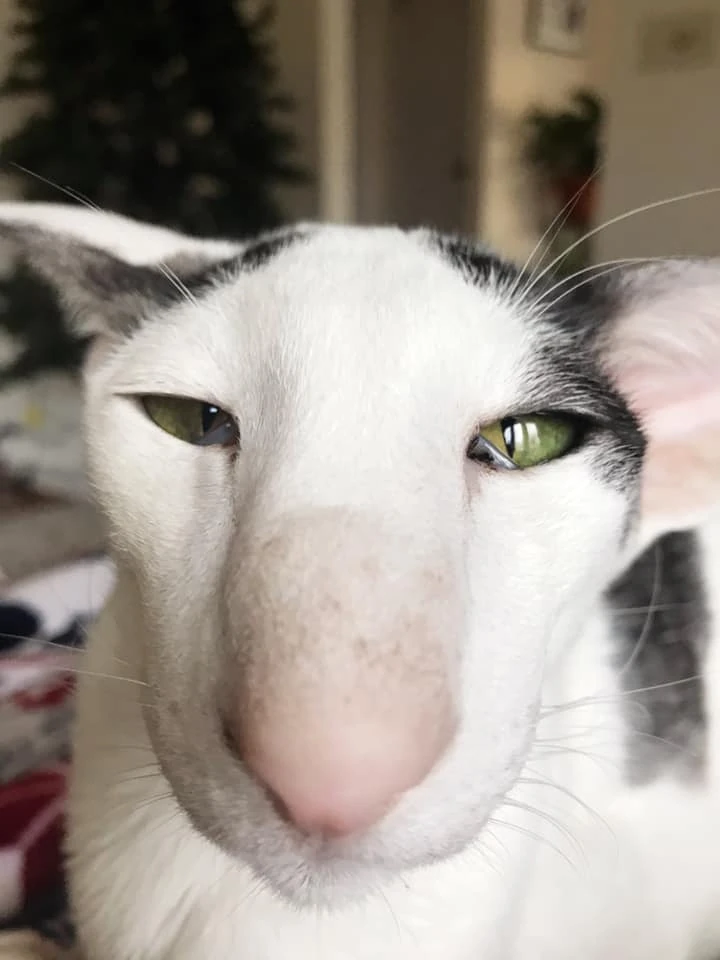 Introduction | Fandom