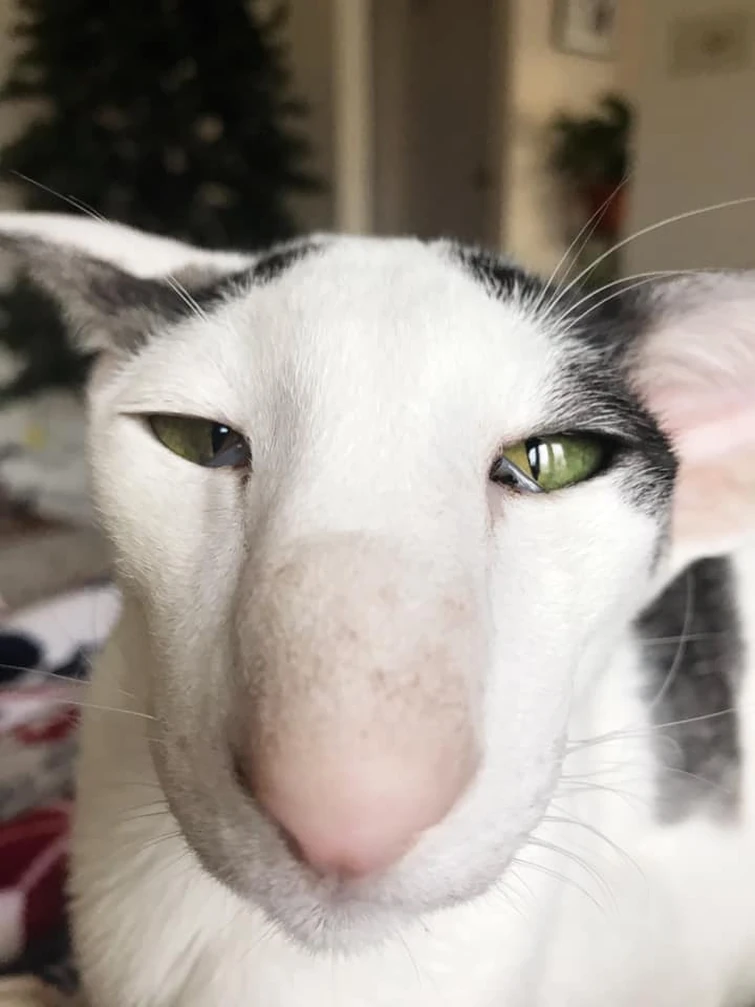 Introduction | Fandom