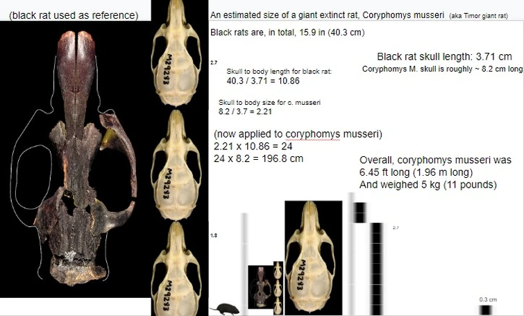 Coryphomys musseri was huge | Fandom